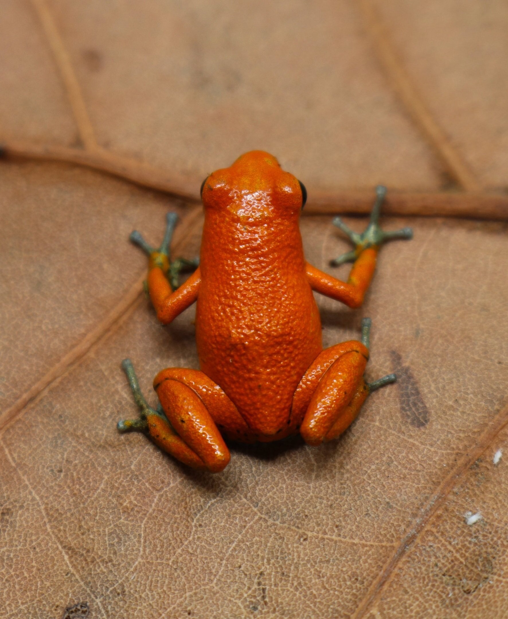 AVAILABLE NOW - Frogs — FrogDaddy