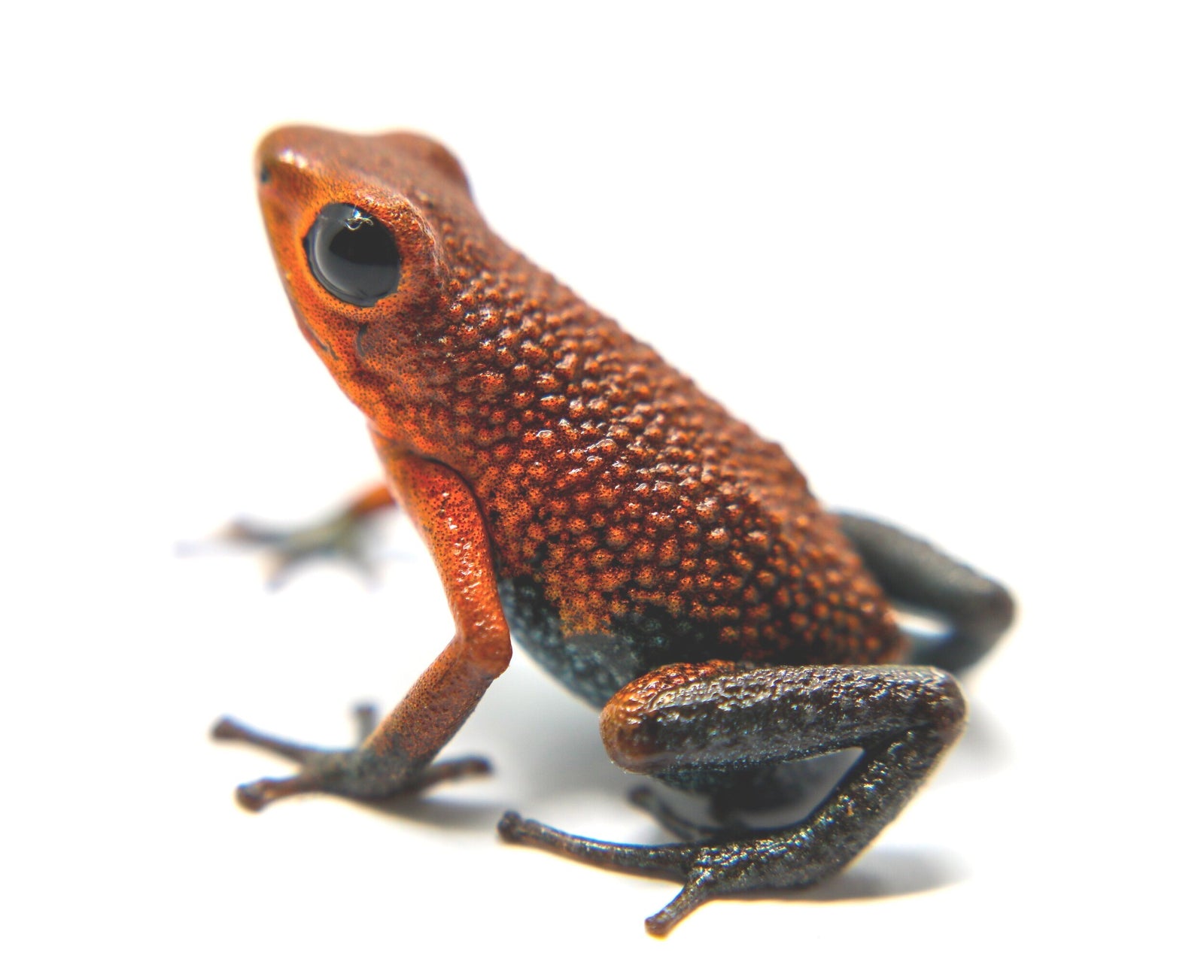 Oophaga – FrogDaddy