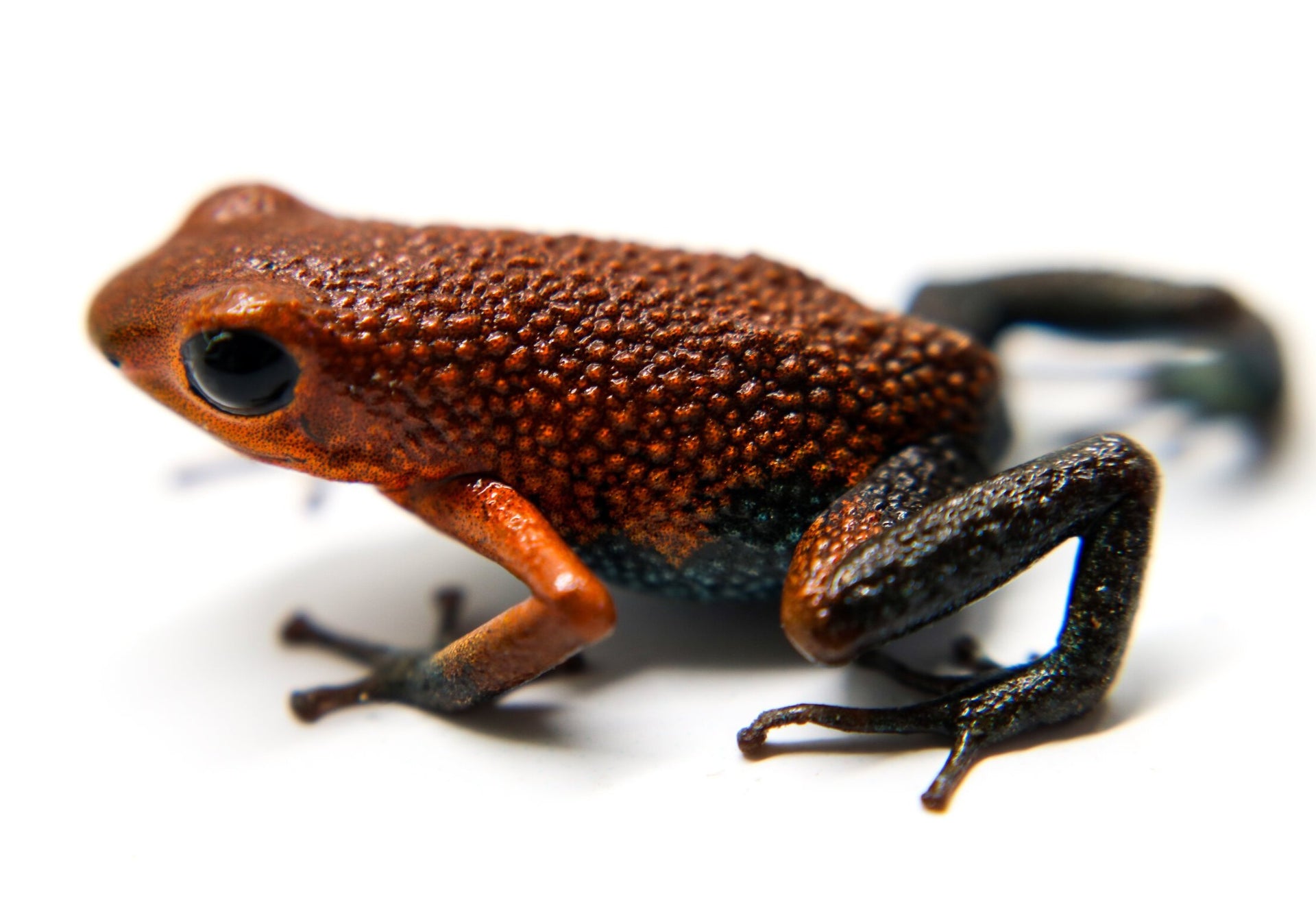 Oophaga – FrogDaddy