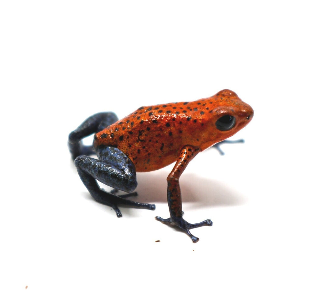 Oophaga — FrogDaddy