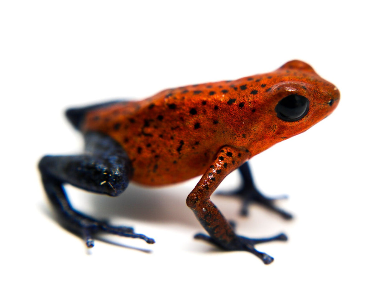 Oophaga – FrogDaddy
