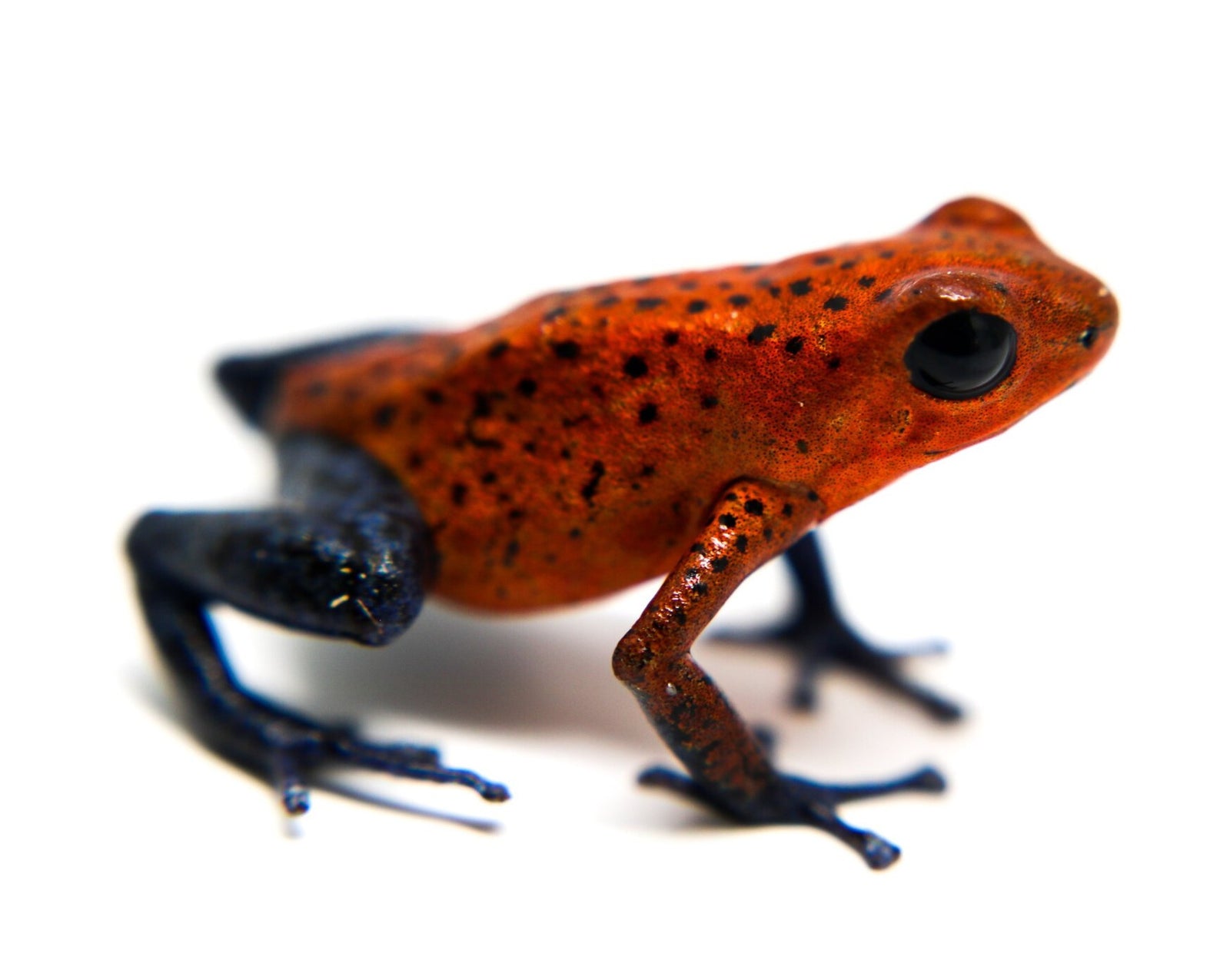 Oophaga – FrogDaddy