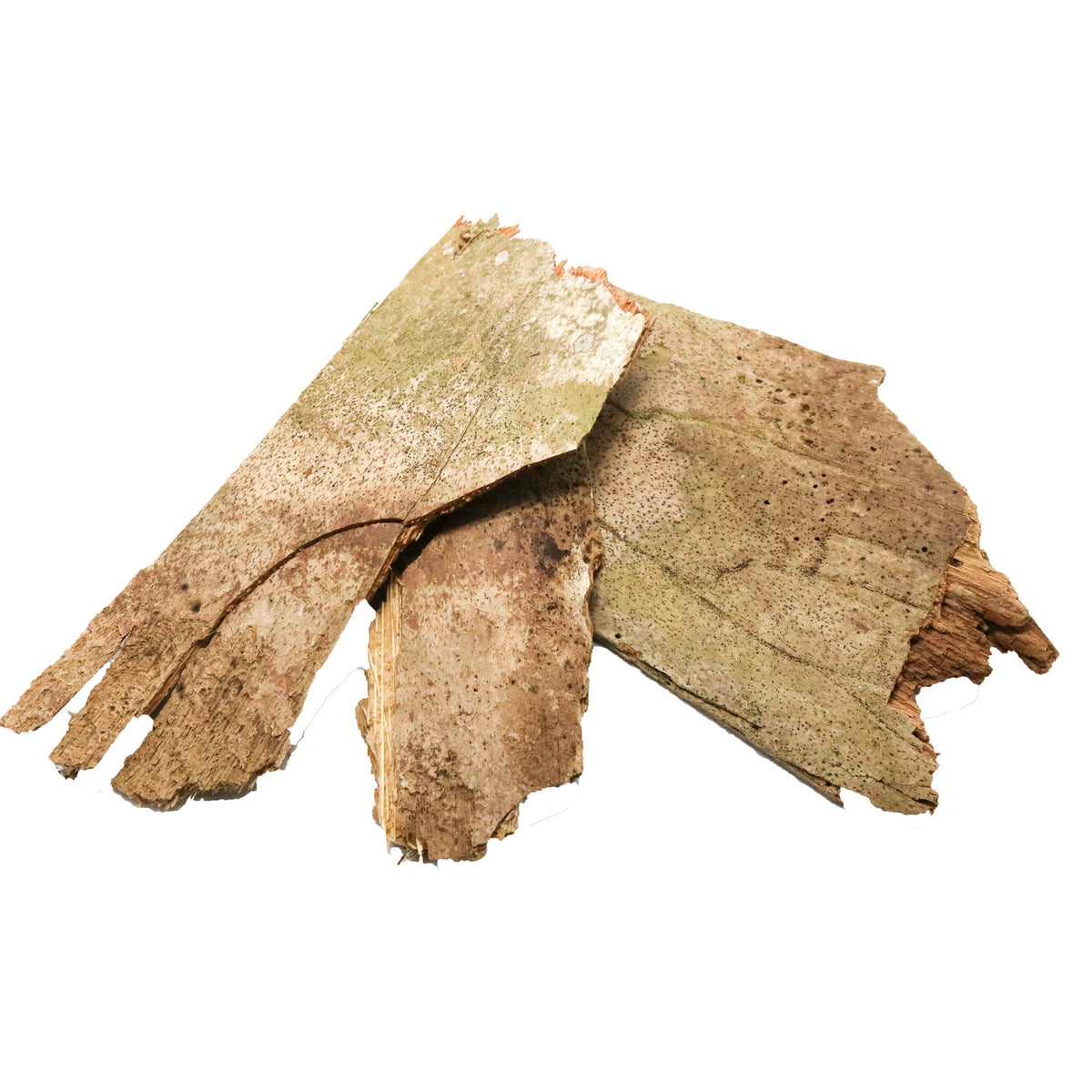 Palm Bark Chunks – FrogDaddy