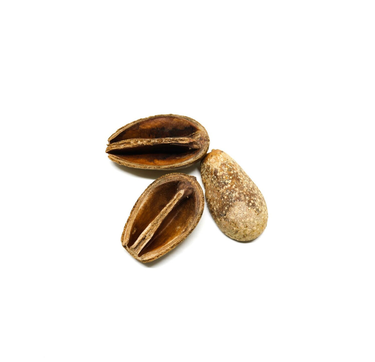 Pear Pod — FrogDaddy