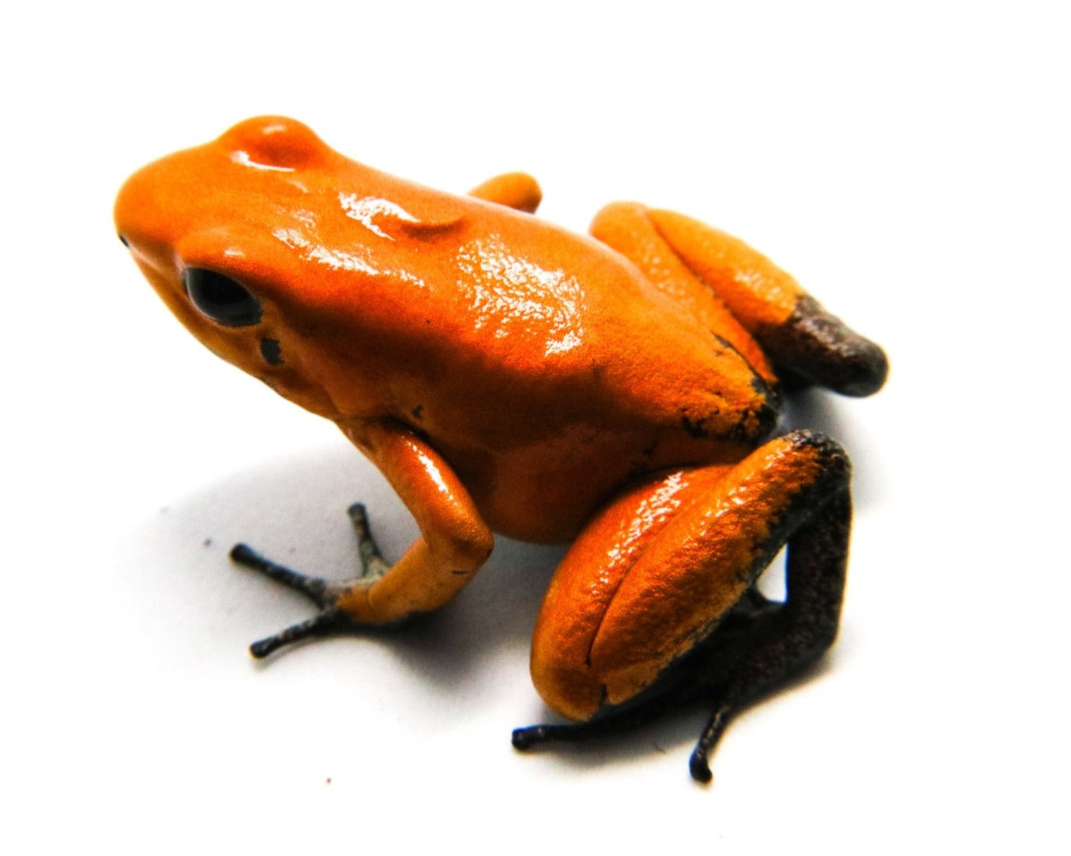 Orange And Black Frog Just Touching This Beautiful Frog Can Be Deadly