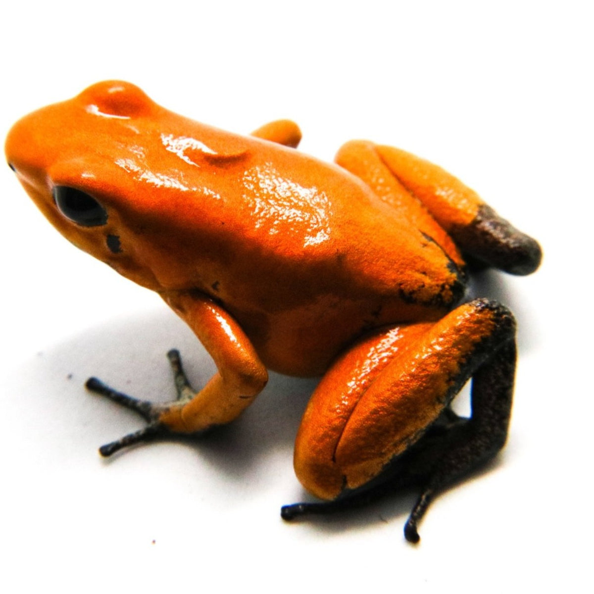 Phyllobates terribilis "Orange Blackfoot" Tadpole – FrogDaddy