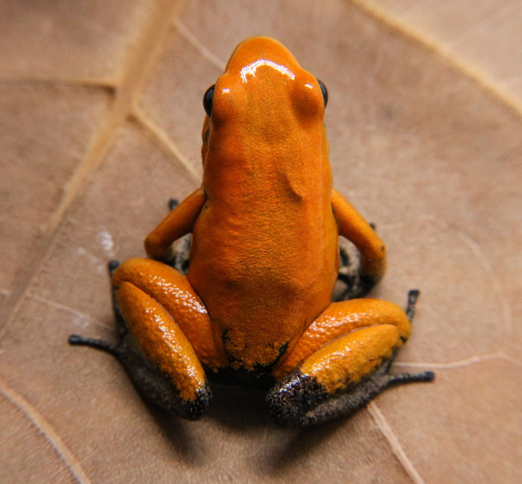 Phyllobates — Tagged "Phyllobates" — FrogDaddy