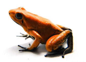 AVAILABLE NOW - Frogs – FrogDaddy