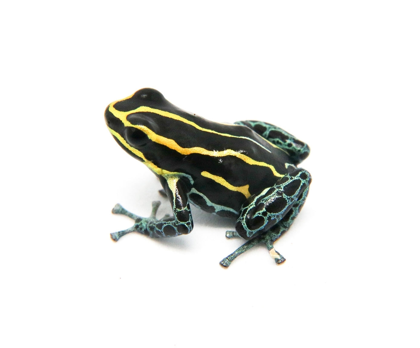 Ranitomeya variabilis "Borja Ridge" — FrogDaddy