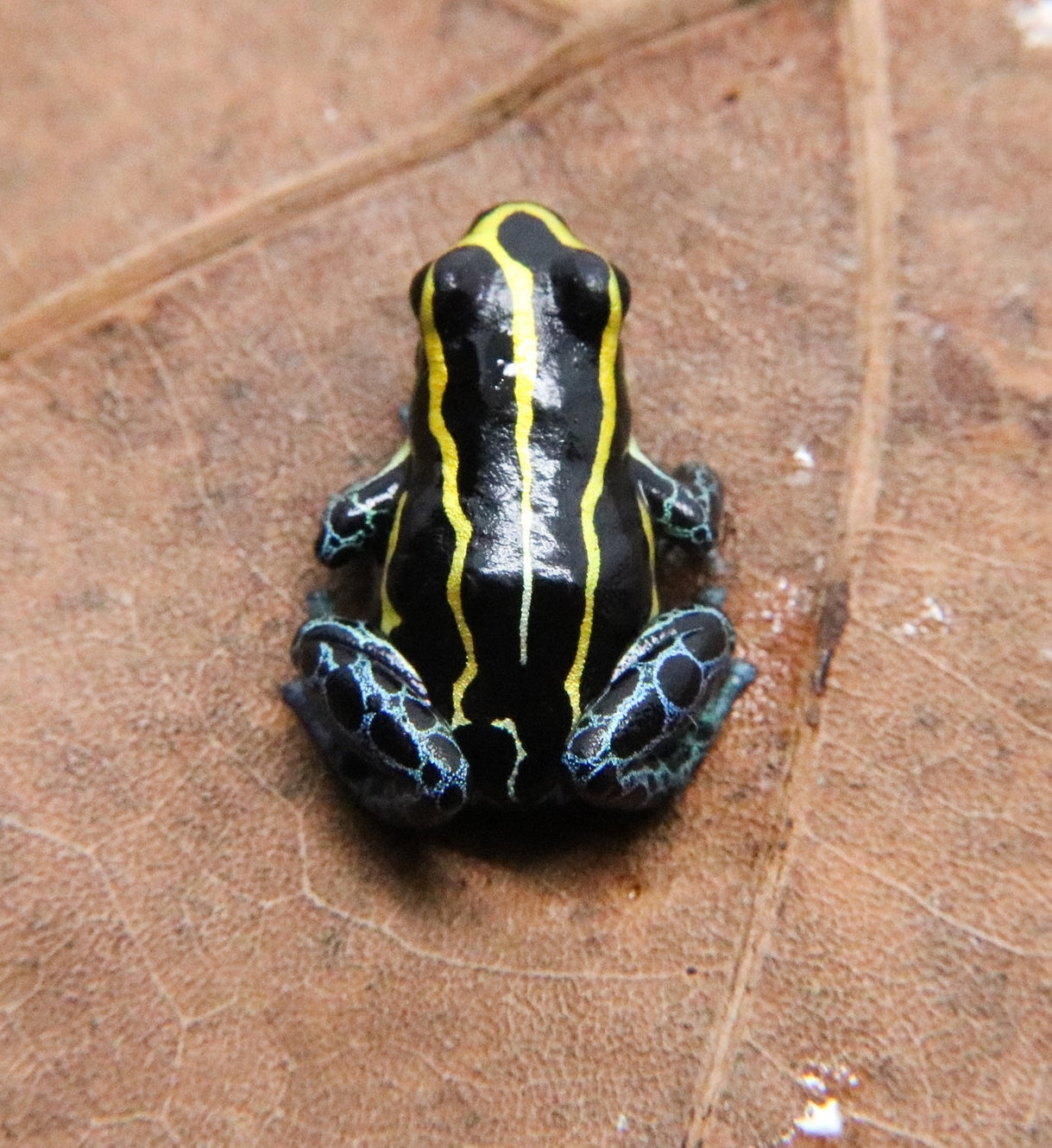 Ranitomeya variabilis "Borja Ridge" — FrogDaddy