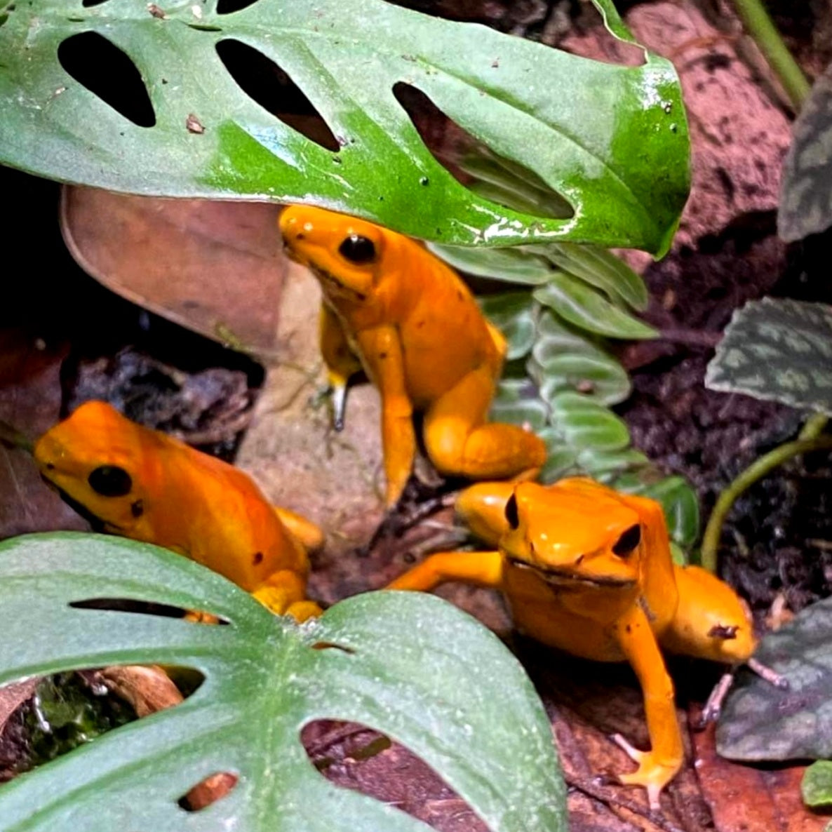 Phyllobates terribilis "Orange" Tadpole – FrogDaddy