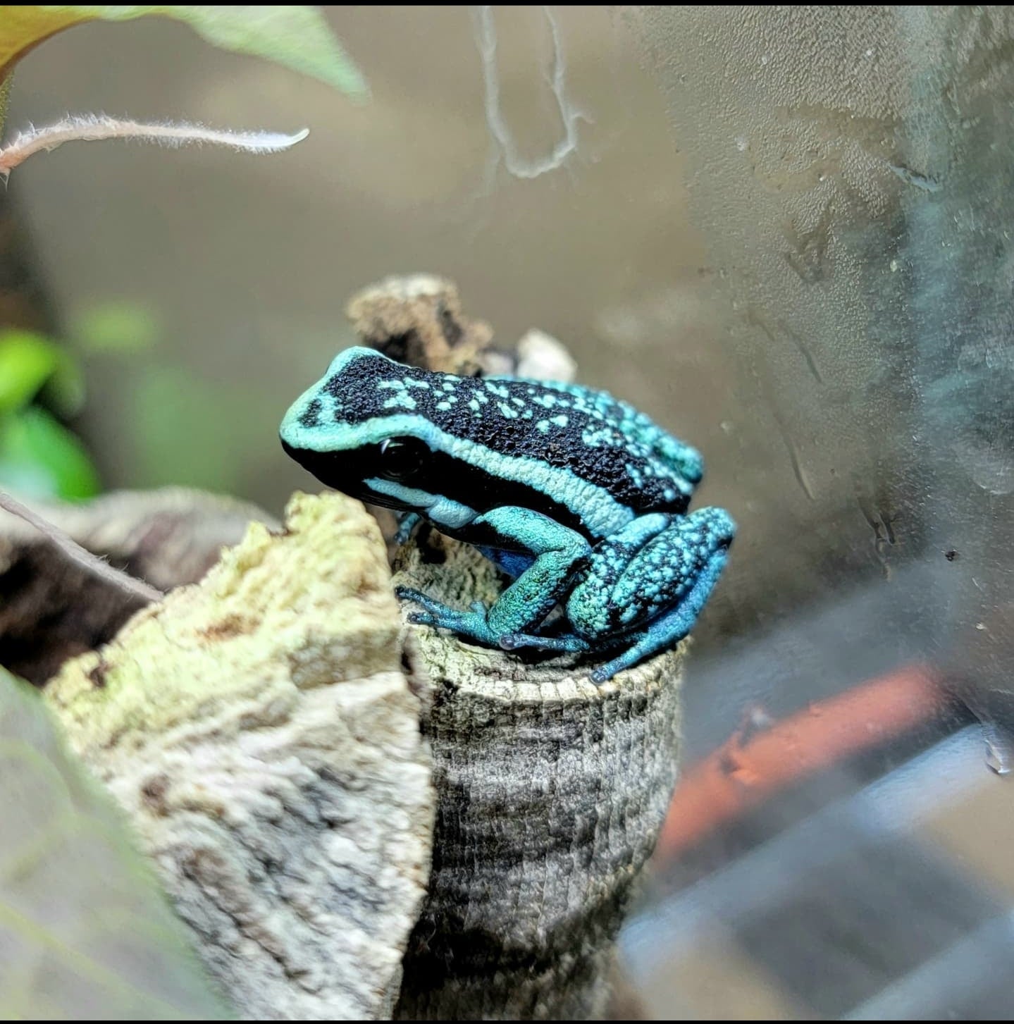 AVAILABLE NOW - Frogs — FrogDaddy