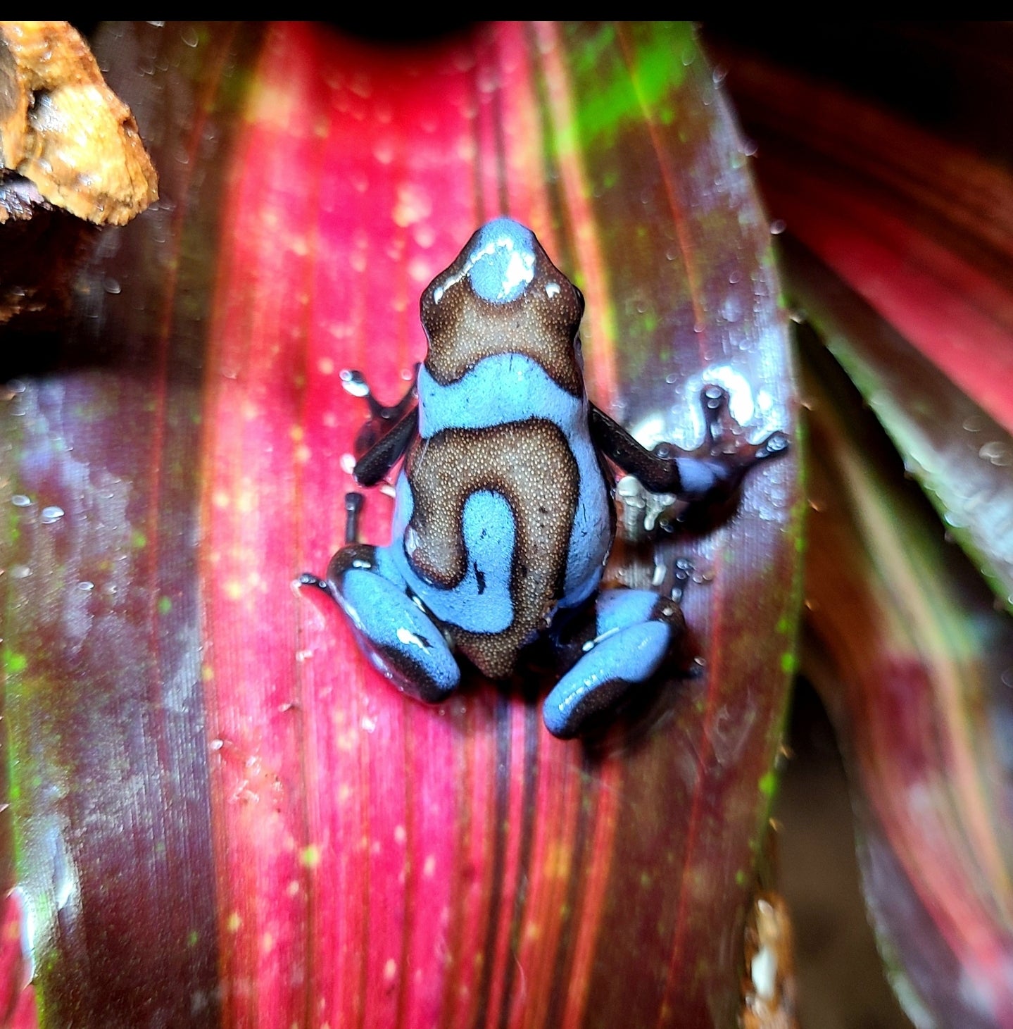 Oophaga — FrogDaddy