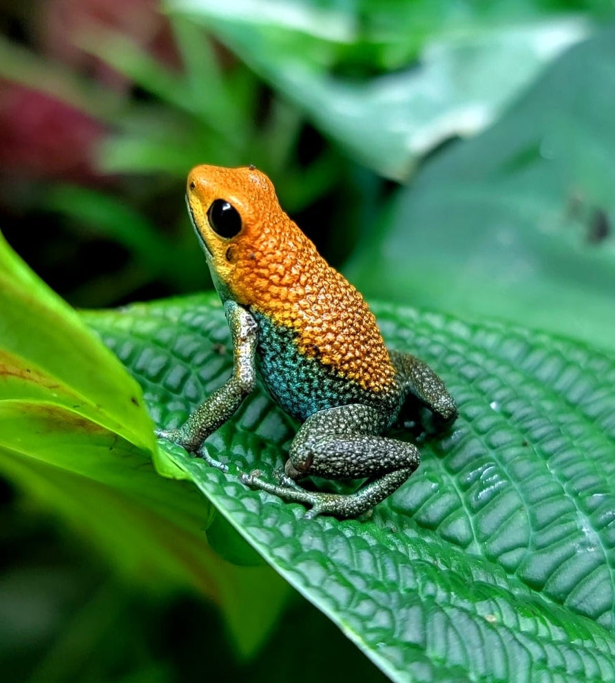 Oophaga – FrogDaddy