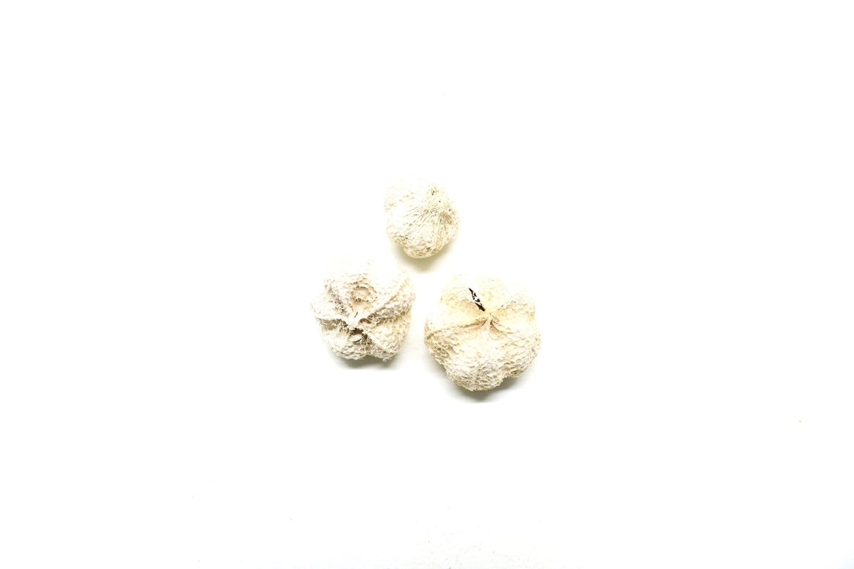 Mini Fuzzy Pods - White – FrogDaddy