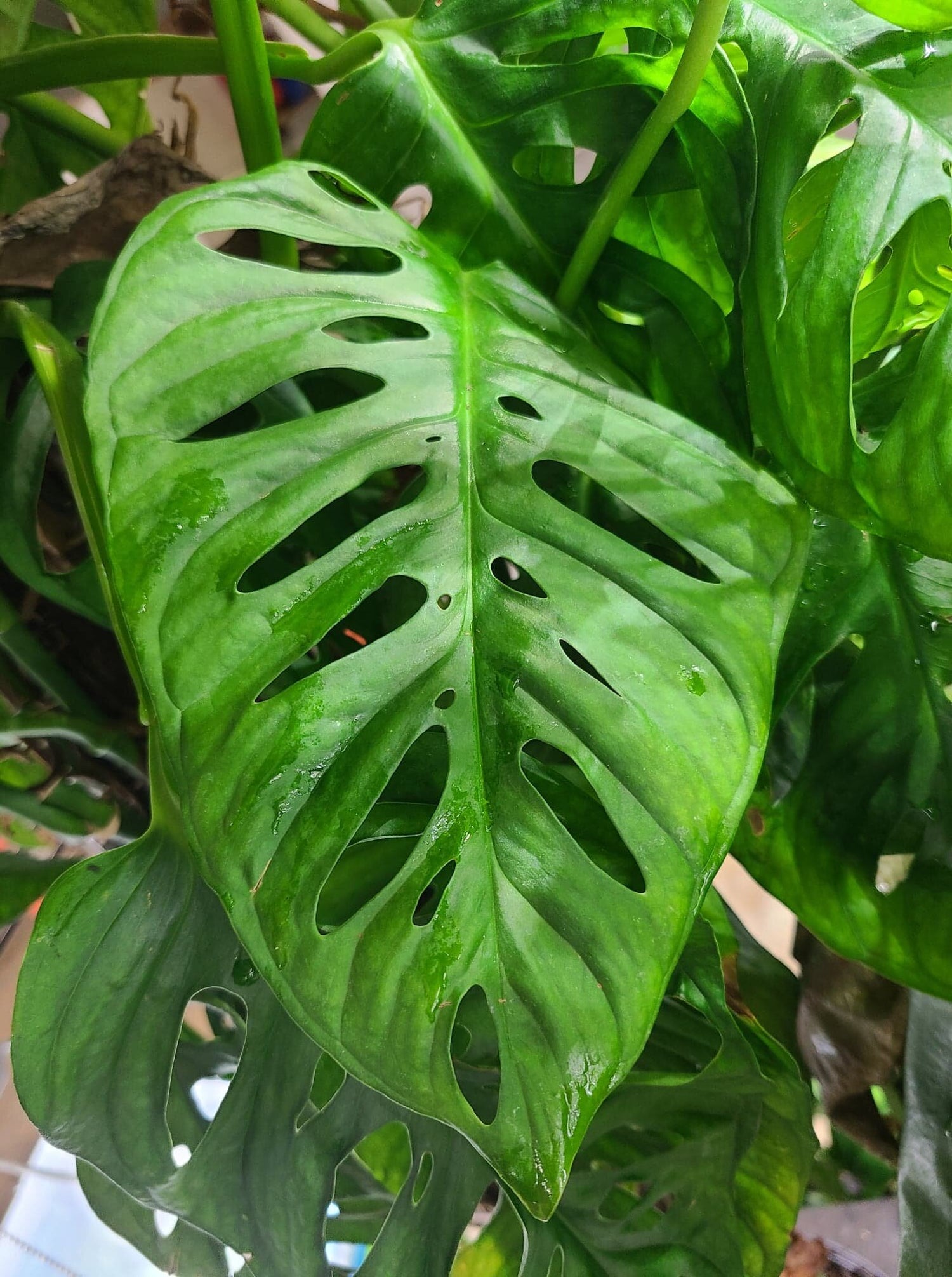 Monstera — FrogDaddy
