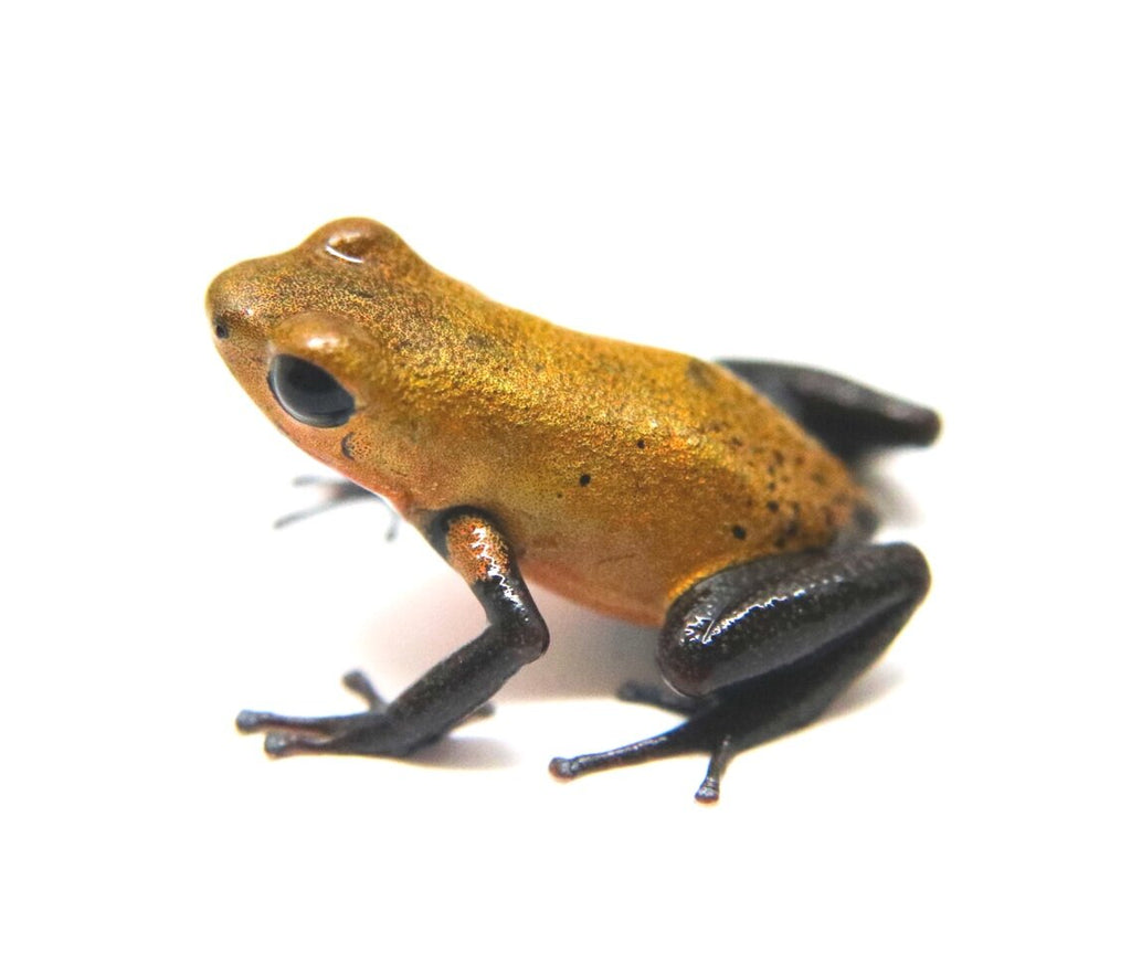 Oophaga — FrogDaddy