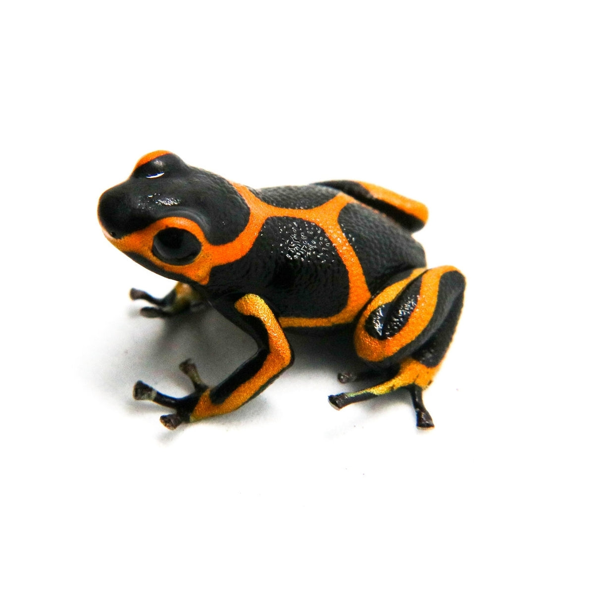 Ranitomeya imitator "Banded" – FrogDaddy