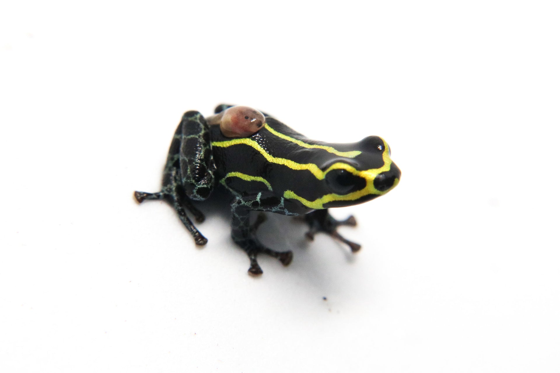 All Frogs – Tagged "Frogs" – Page 7 – FrogDaddy