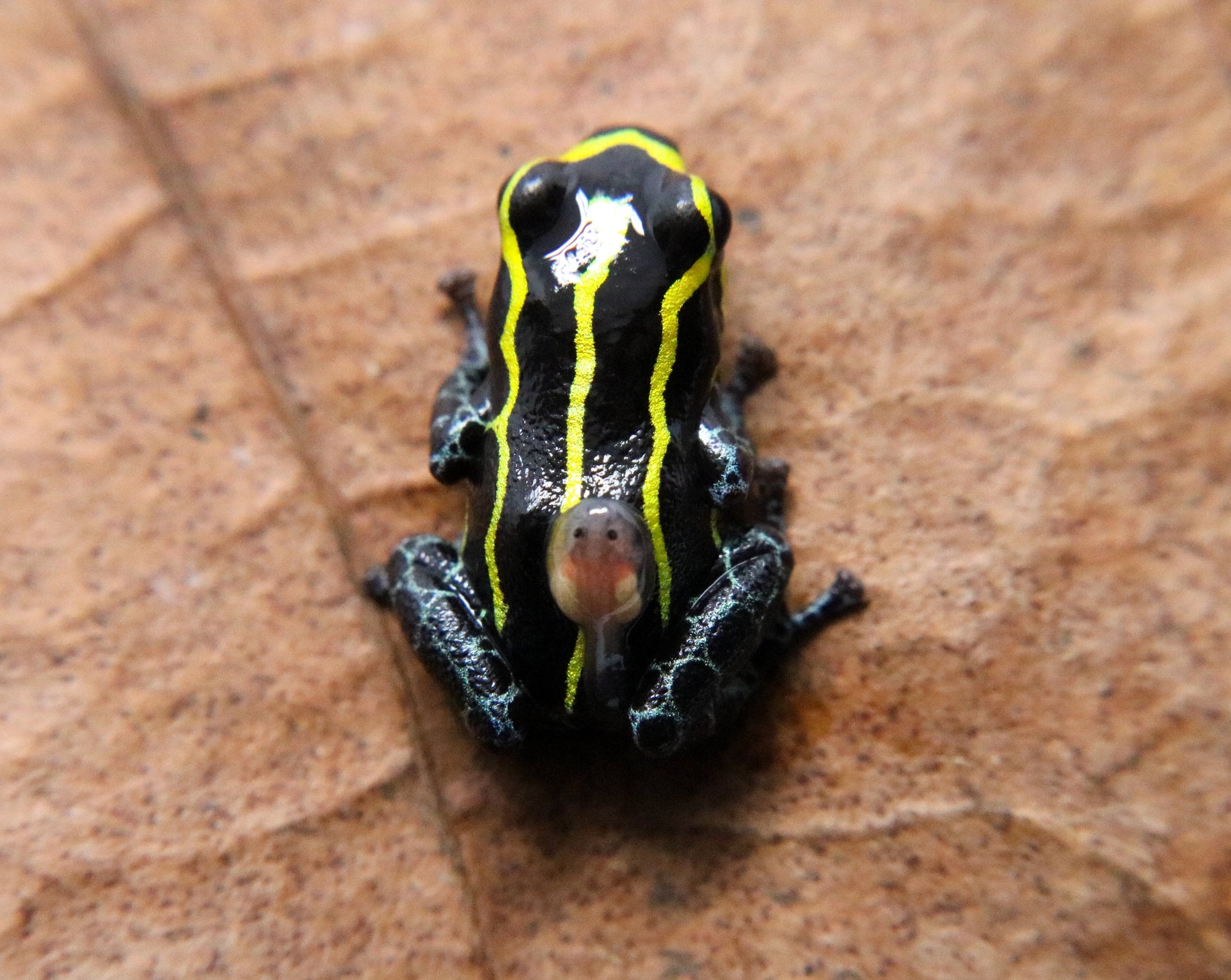 All Frogs – Tagged "Frogs" – Page 7 – FrogDaddy