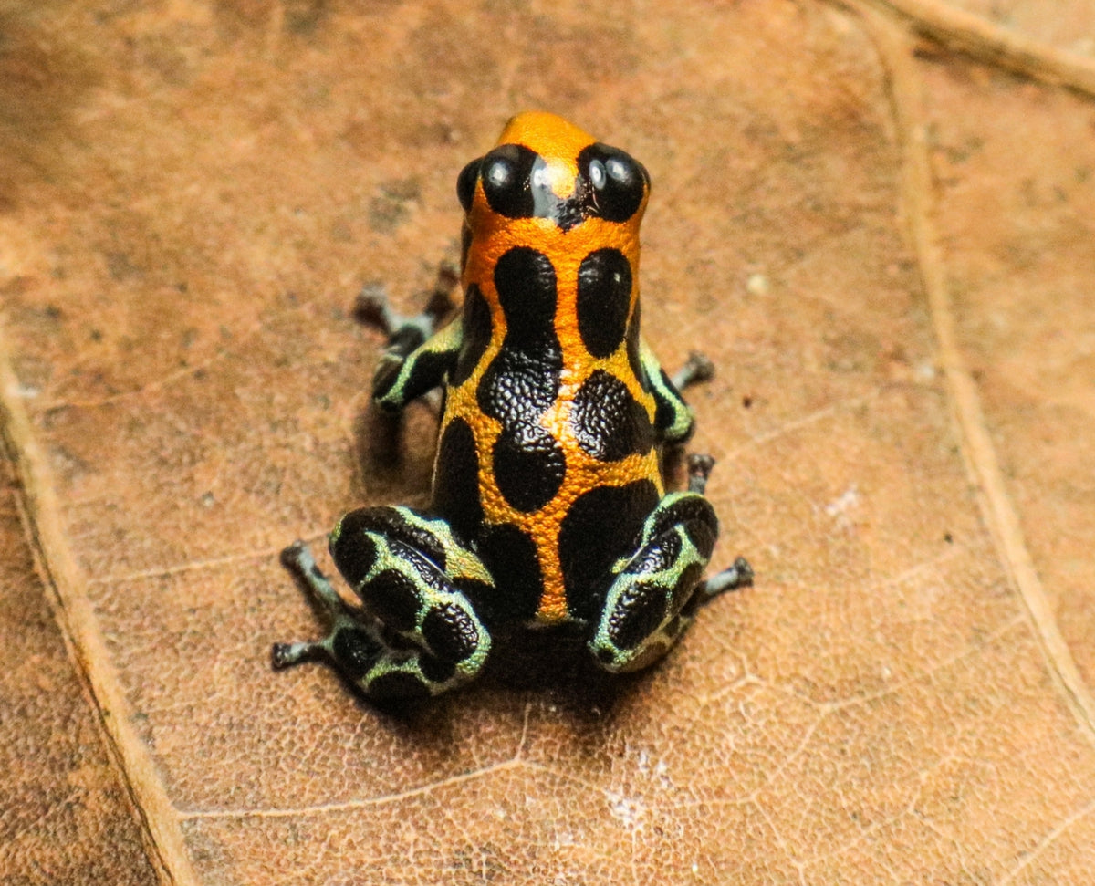 Frogs – Page 7 – FrogDaddy