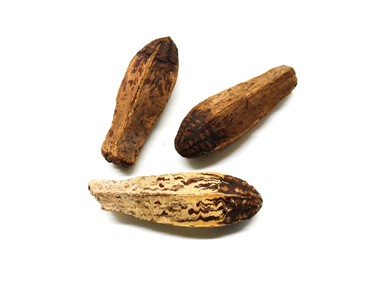 Mahogany Pod – FrogDaddy