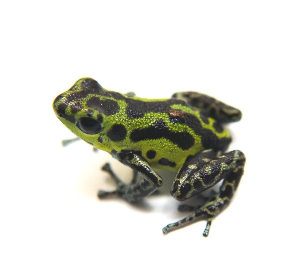 Oophaga pumilio "Guarumo" — FrogDaddy