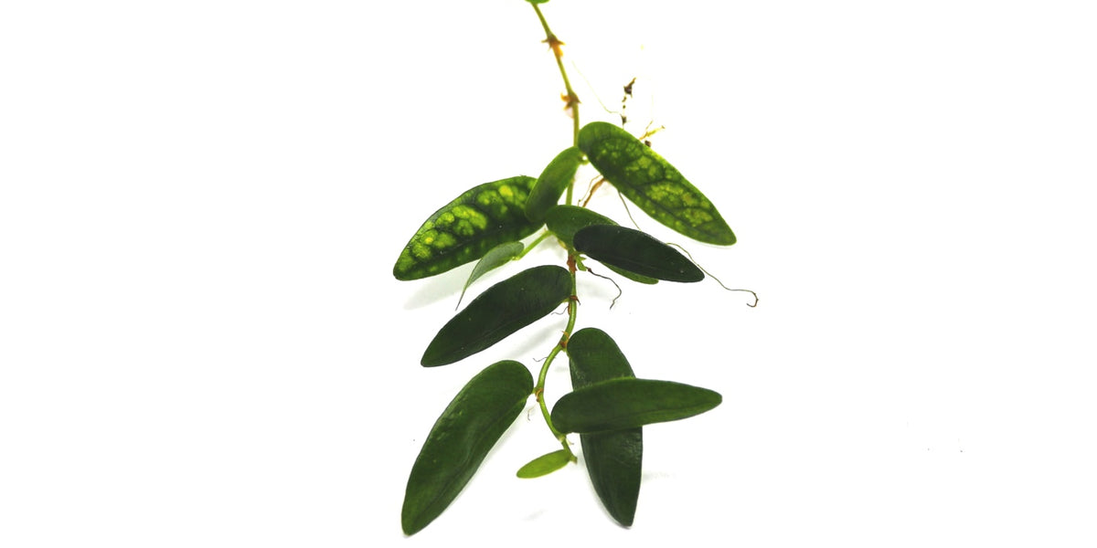 Ficus ruginervia "Lance Leaf / sp. Panama" — FrogDaddy