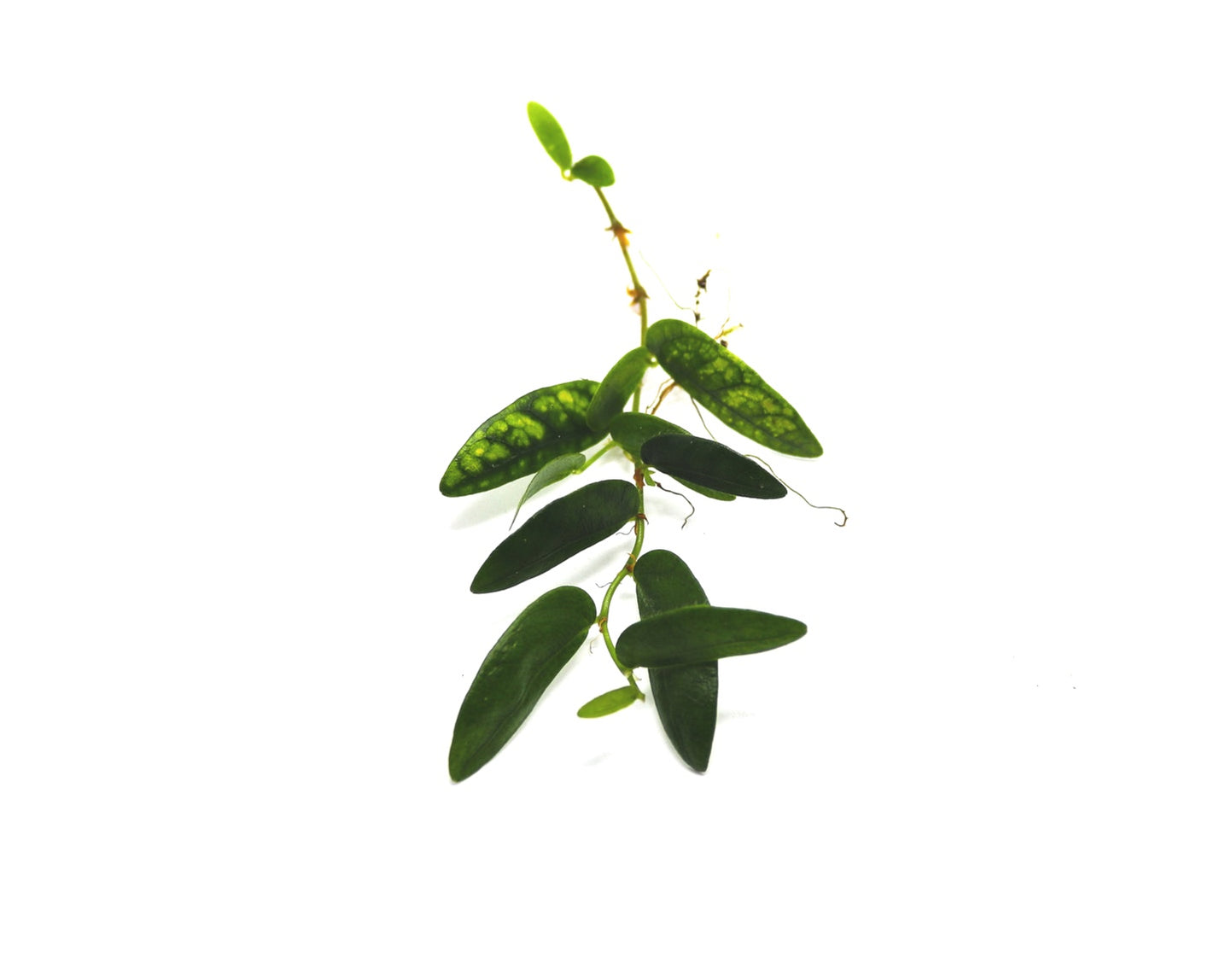 Ficus ruginervia "Lance Leaf / sp. Panama" — FrogDaddy