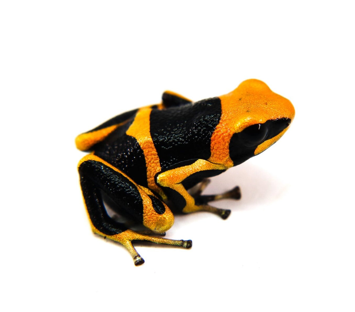 Ranitomeya summersi "Sauce" – FrogDaddy